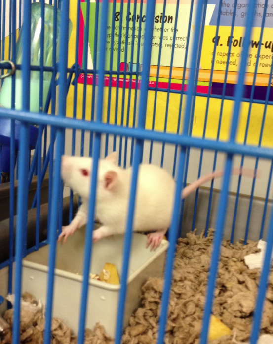 Teaching . . . Seriously: Rats!