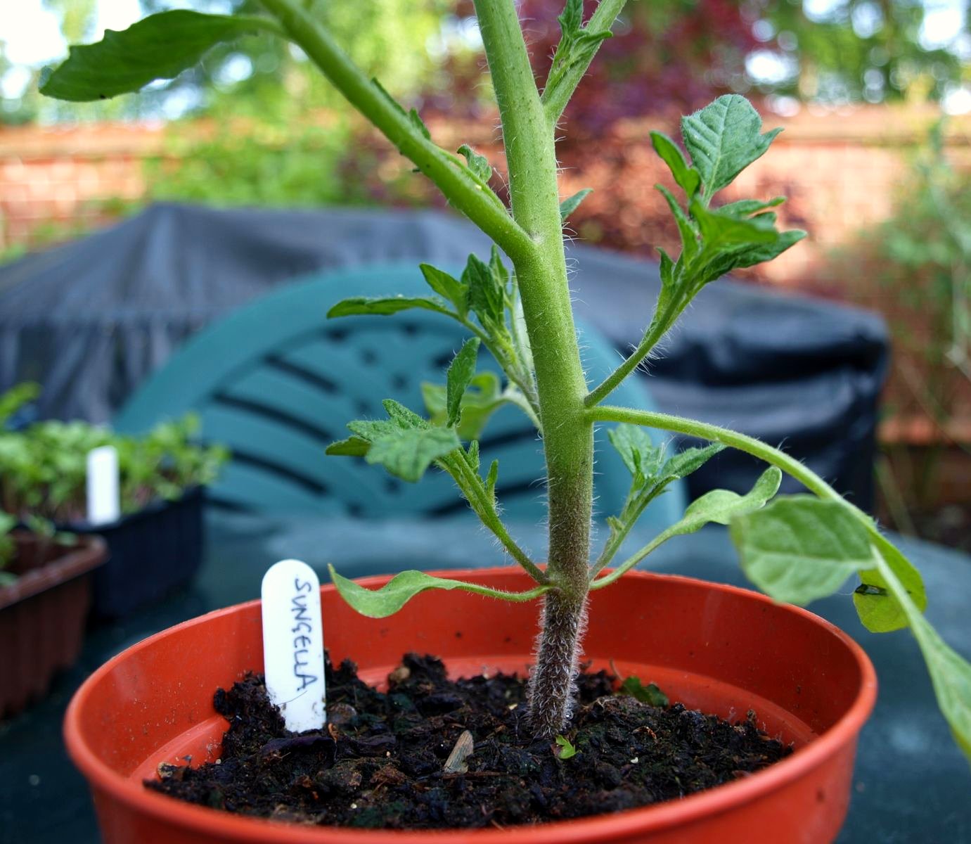 Mark's Veg Plot: Side-shooting the tomatoes