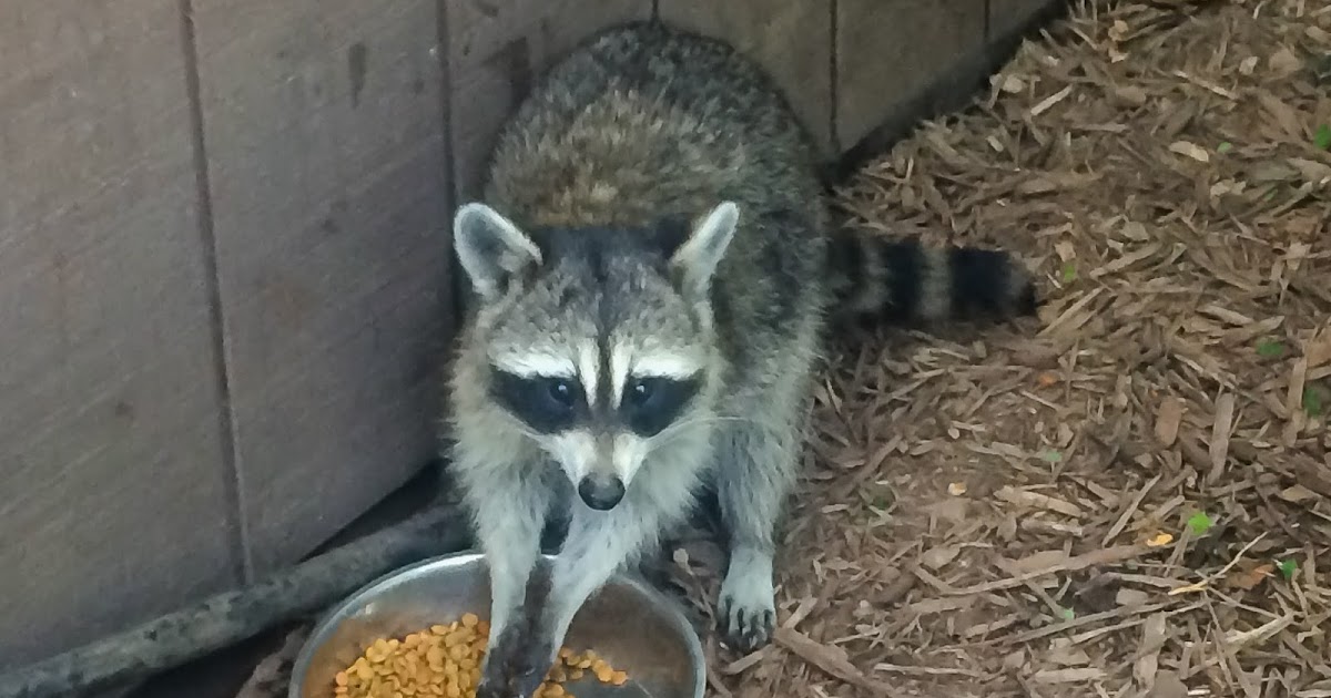 Photo Musings of a Marshwiggle - Welcome to Narnia: Wildlife Rescue ...