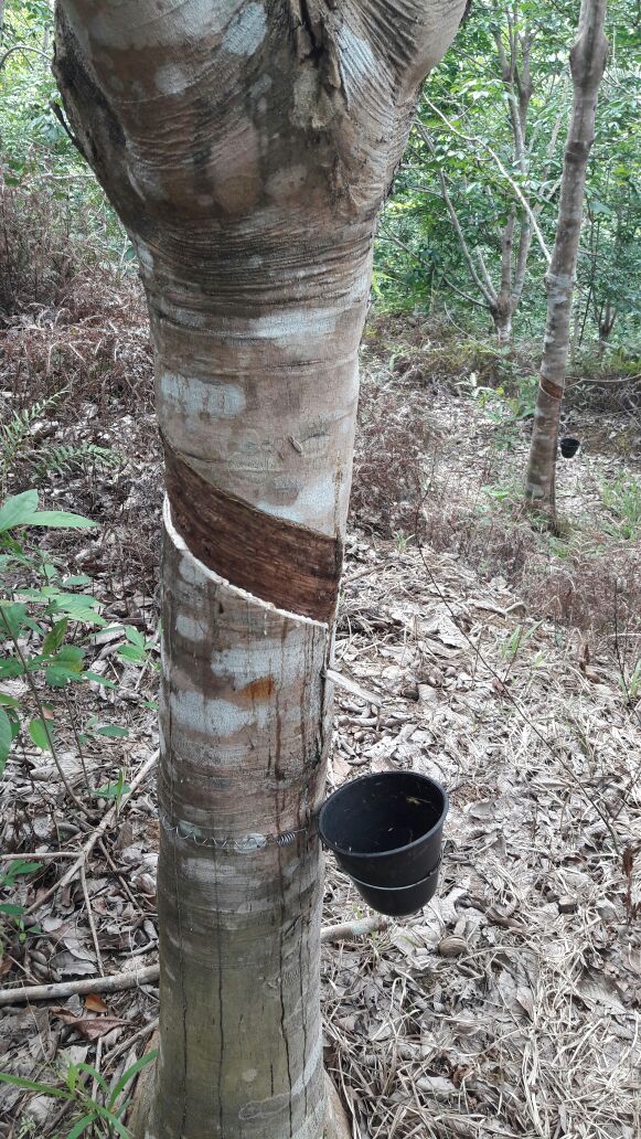 DANISH AGENCY: TANAH PERTANIAN 5.908 EKAR ( 2.3909 HEKTAR ) DI LIPIS ...