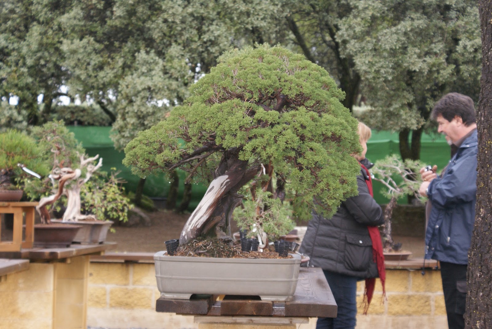 Asociacion Valenciana de Bonsai: 2012 - Visita al Jardin de David Benavente