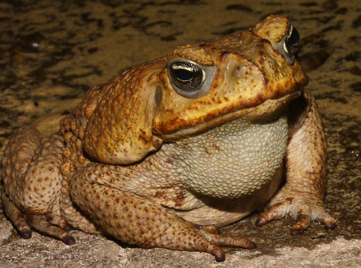 Animal You: Cane Toad