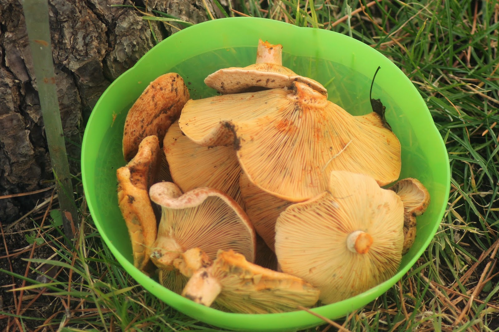 Cáceres al natural: NÍSCALOS NAVIDEÑOS, OTOÑO CALIENTE