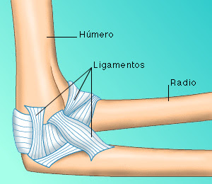 Educación Física en la Red: Huesos - ligamentos y músculos - tendones