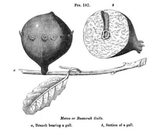 Down in the Bog: Oak galls and iron gall ink