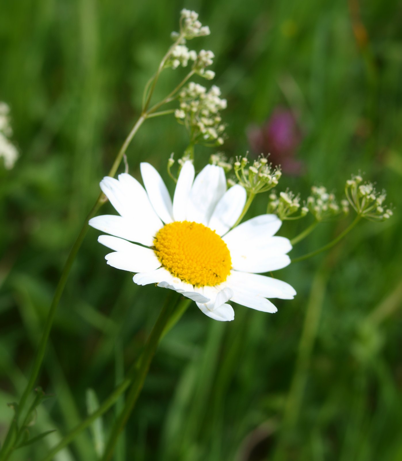 EvaMaria: Poľné kvety