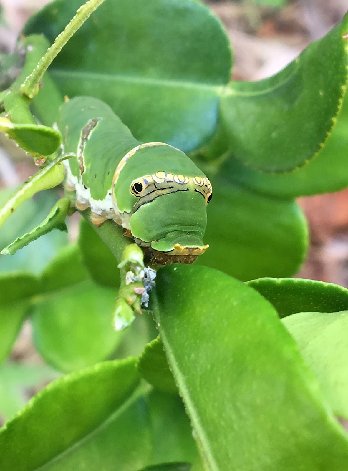 Birds and Nature Photography @ Raub: Ulat Beluncas - Common Mormon ...