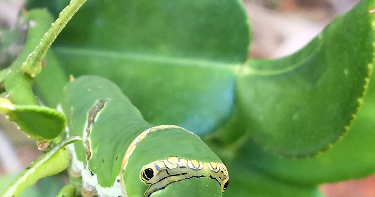 Birds and Nature Photography @ Raub: Ulat Beluncas - Common Mormon ...