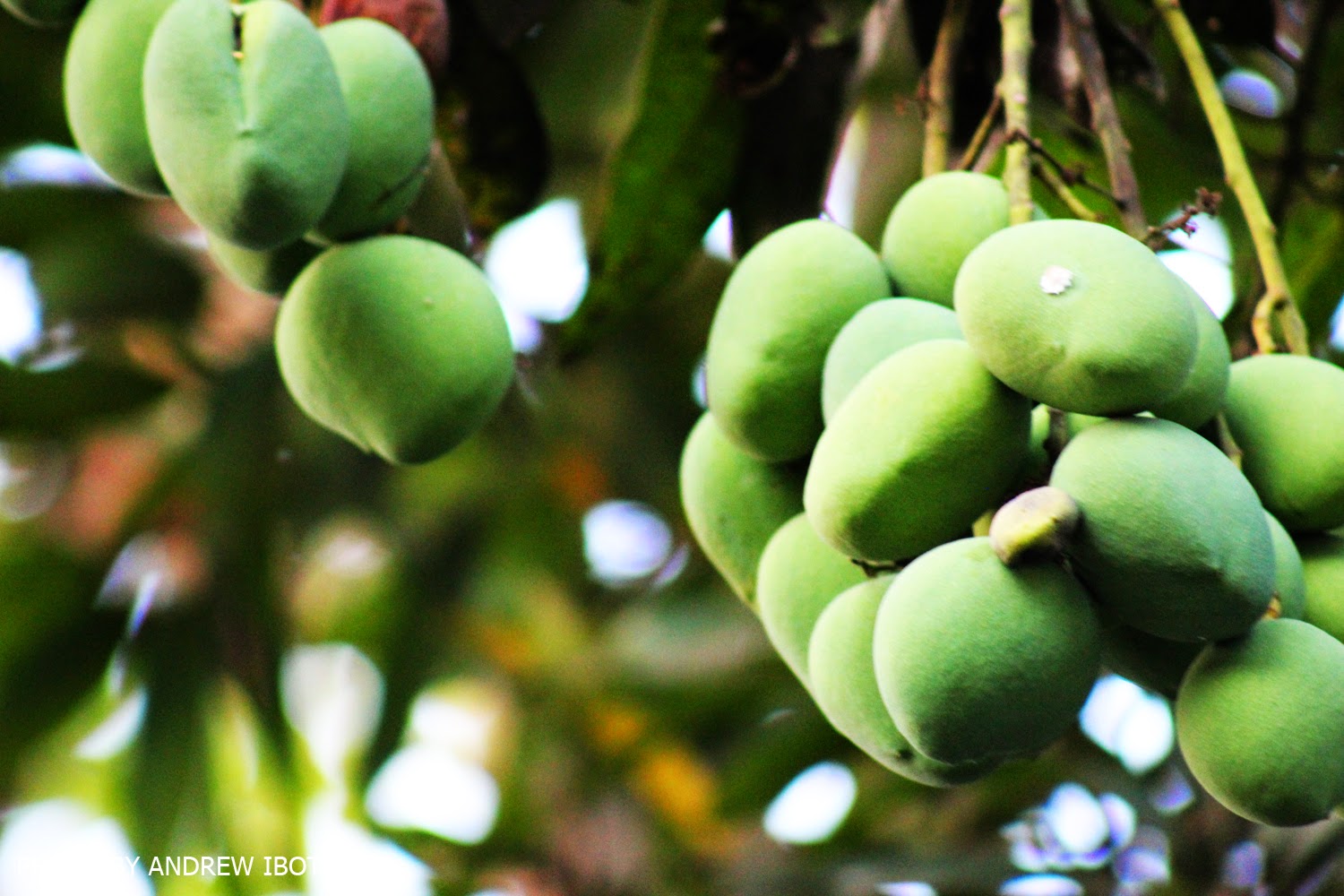Ako si ANDREW IBOT!: Mangga ( Mango ) (Mangifera indica Linn.)