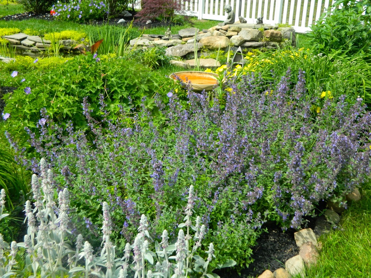 Pam's English Cottage Garden: Celebrating the Arrival of Summer