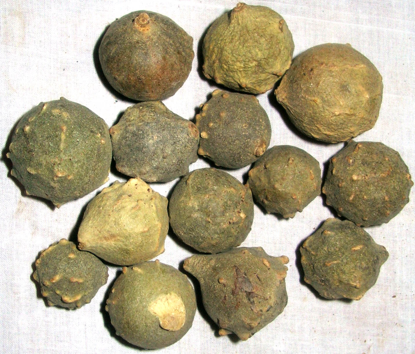 Herbalkart | The Online Herbal Store: Majuphal - Masikkai