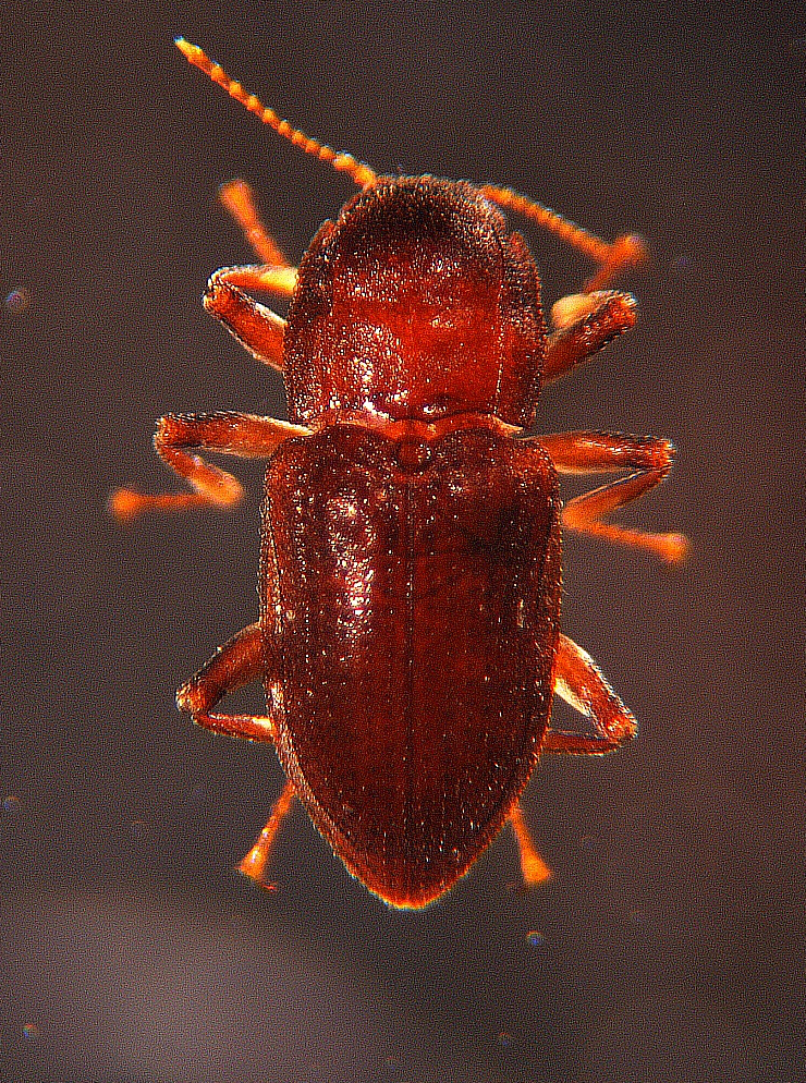 Daniel C. Huston | Research Page: The Comal Springs riffle beetle ...