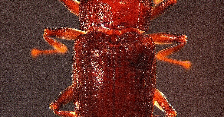 Daniel C. Huston | Research Page: The Comal Springs riffle beetle ...