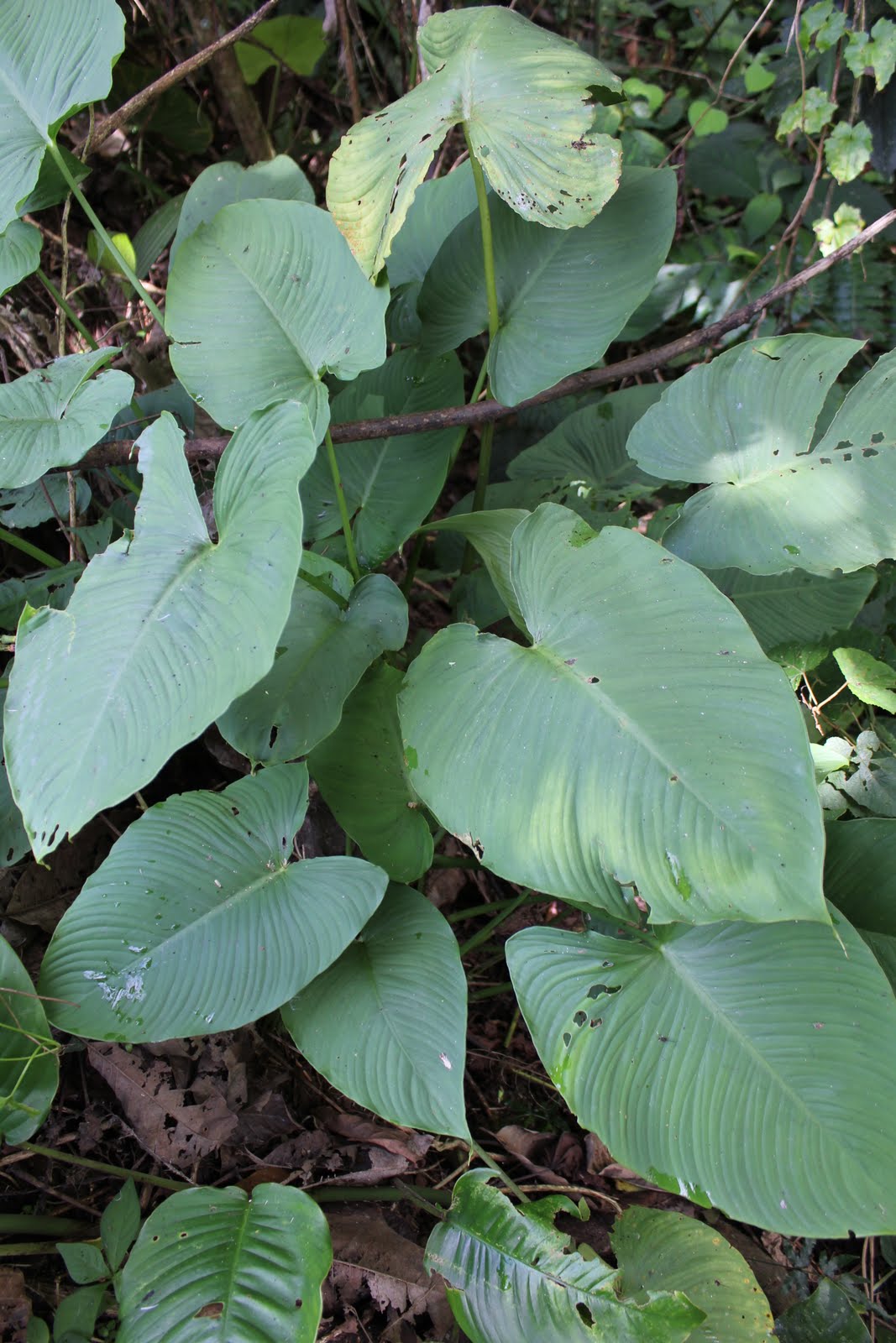 Travel around Borneo, Sabah, Malaysia: Local Vegetables of Tambunan
