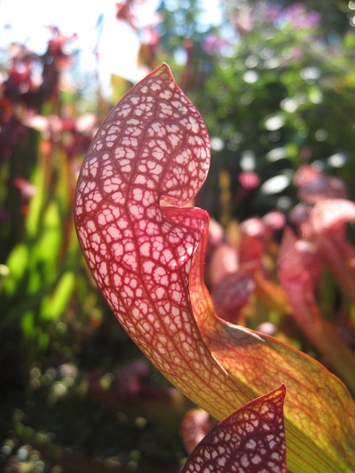 Bonney Lassie: A Visit to the Ed Hume Display Garden