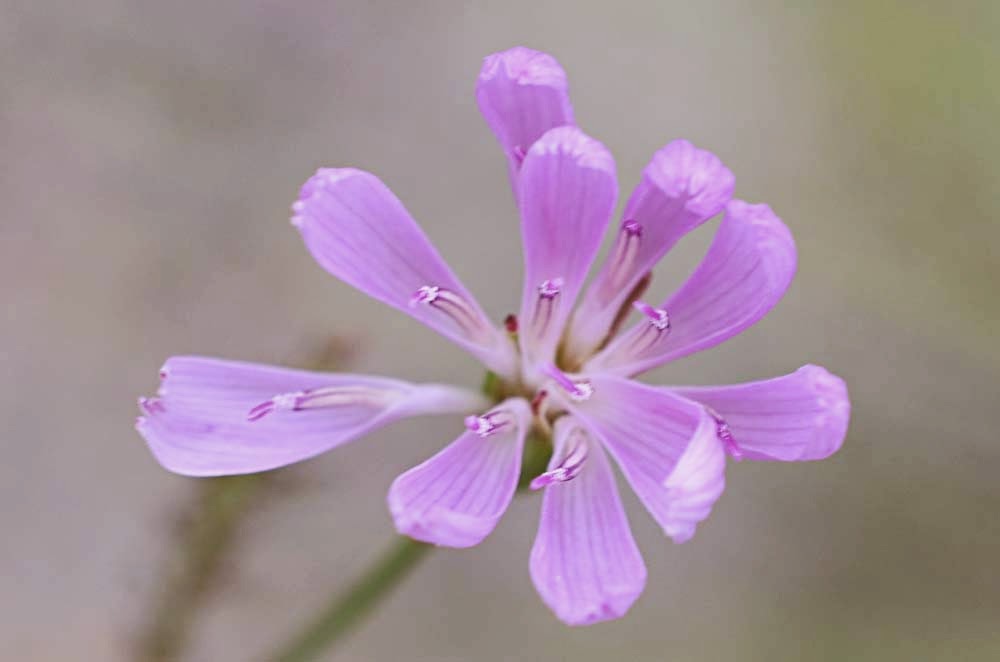 Space Coast Wildflowers: May 2013