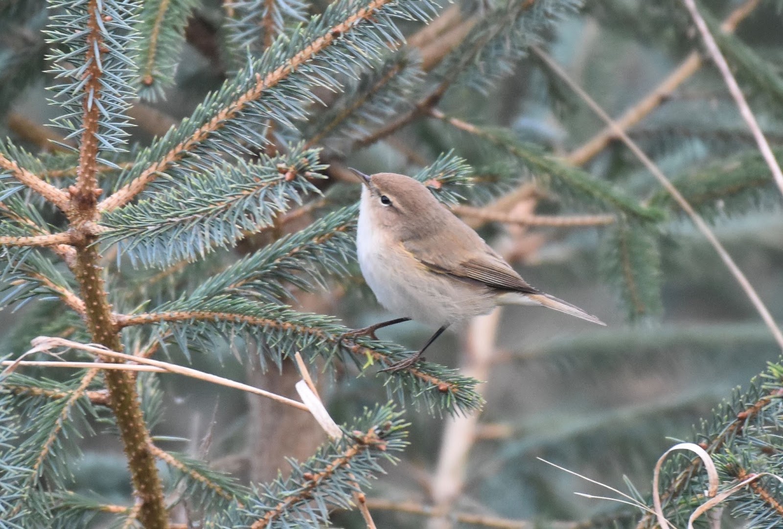 The Bird Sounds Blog: The weak 'hweet'