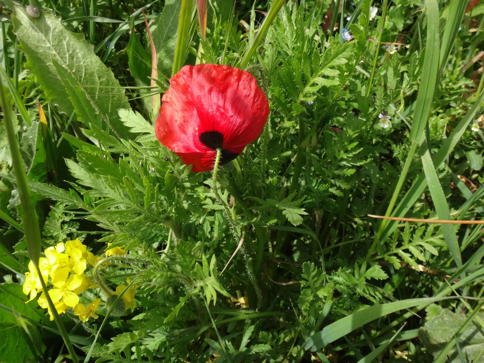 Le Phytophage: Petite histoire de coquelicot
