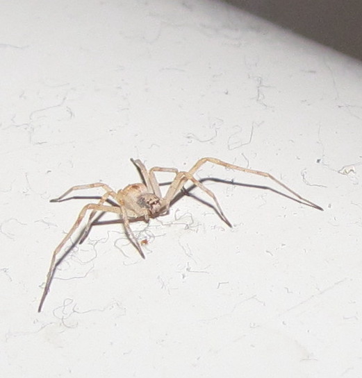 Bug Eric: Spider Sunday: Ebo Time