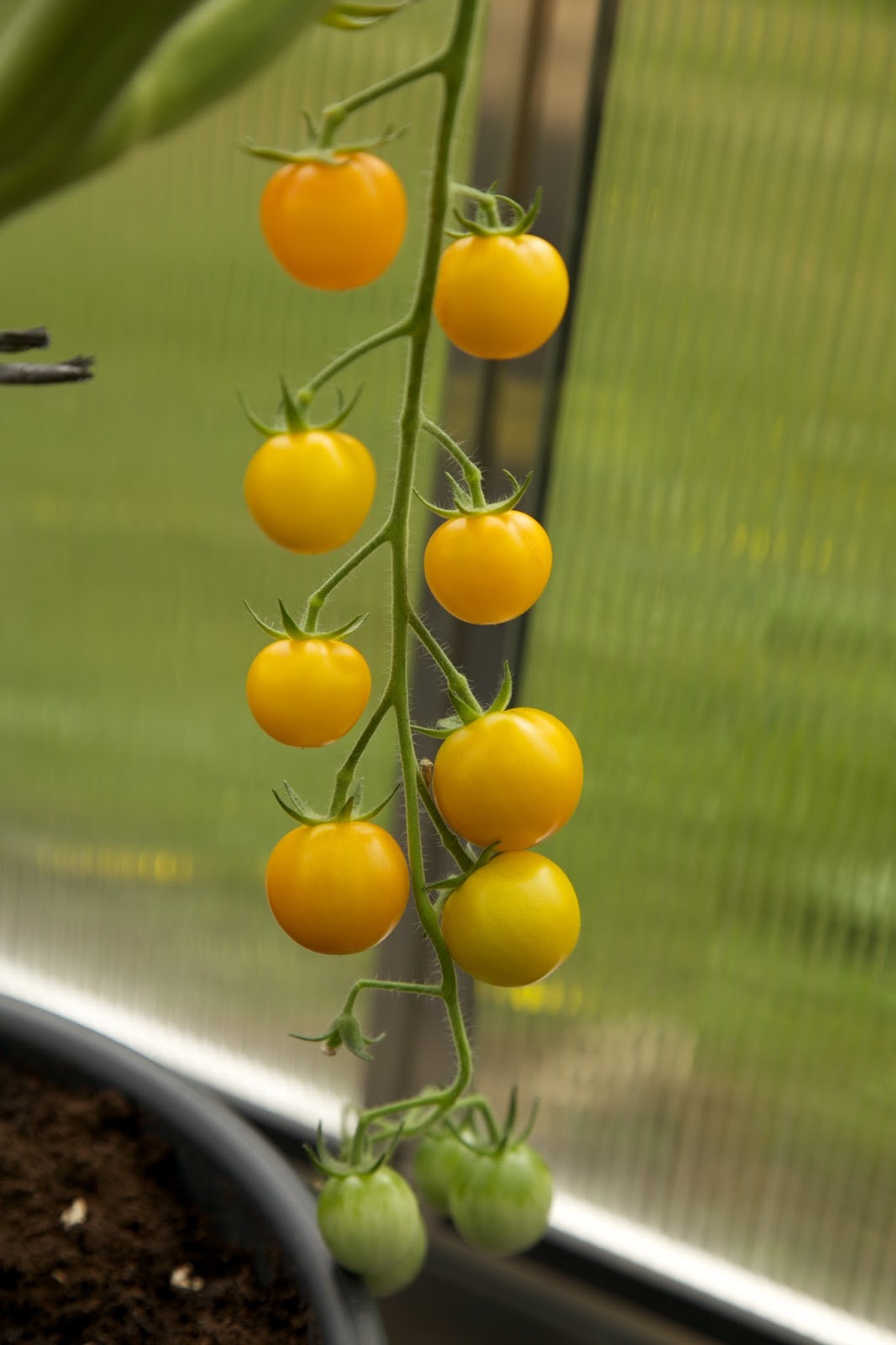 Muraste aed: Vead tomatite kasvatamisel - õpime iga aasta midagi uut