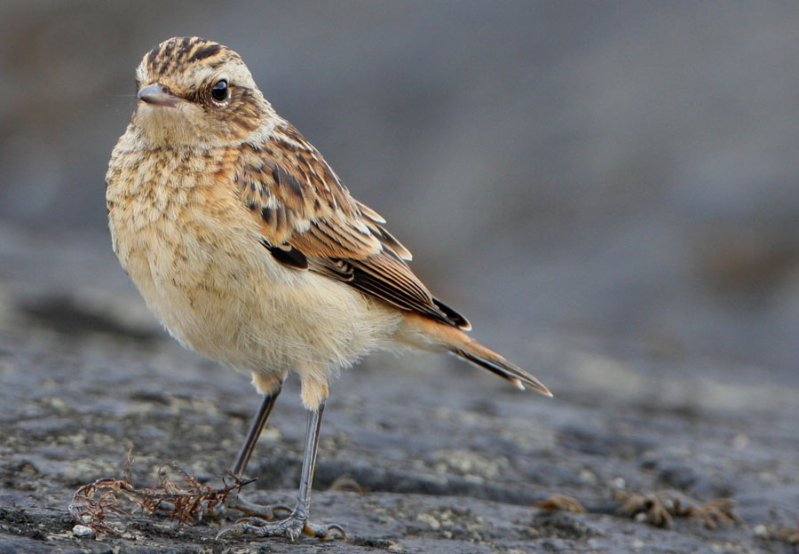 Mandy West Wildlife Photography: Mull Birds