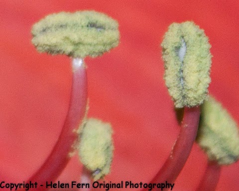 Helen Fern Original Photography: And the winner is..... And the answers ...