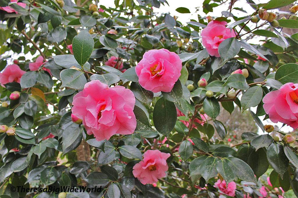 Stangate House, Aldgate South Australia
