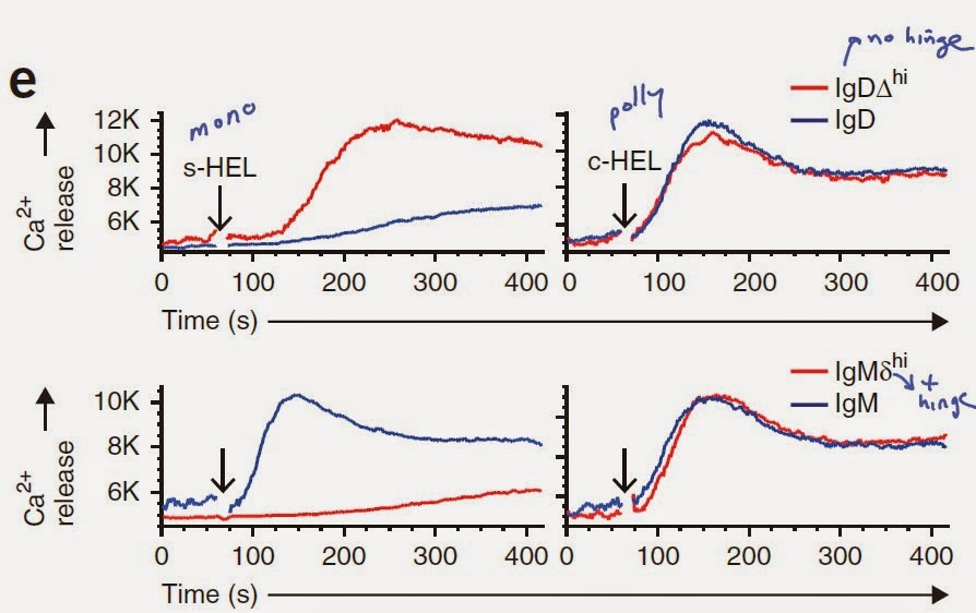 Anergic B cells respond to polyvalent antigens via IgD receptor ...