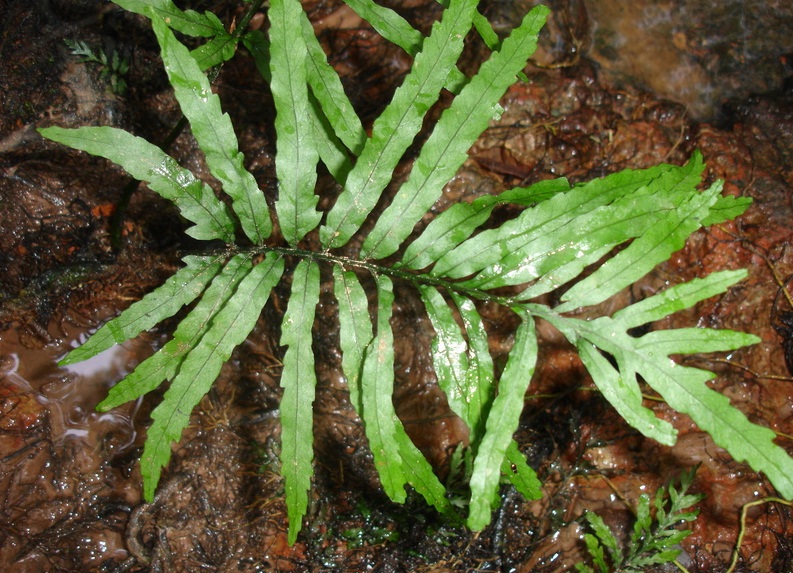 It's All About Aquascaping!: Bolbitis heudolotii in it's native habitat