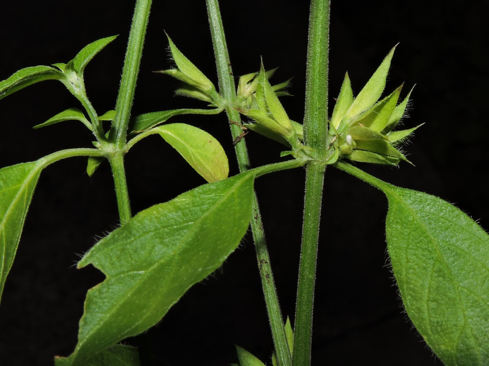 Flora campus I: Dicliptera