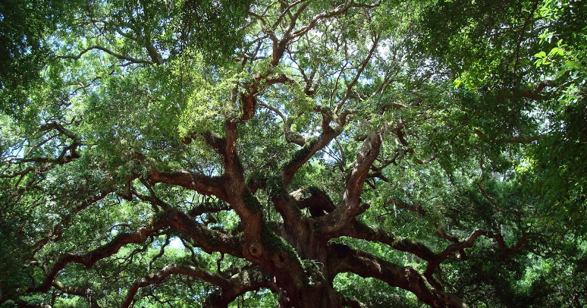 Pembangkit Listrik Tenaga Tanaman atau Pohon - awalilmu.com