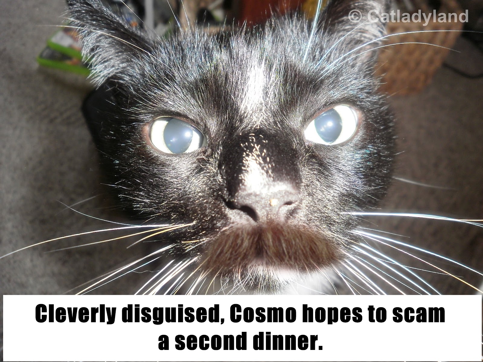 Catladyland: Cats are Funny: Cat Scam