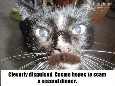 Catladyland: Cats are Funny: Cat Scam