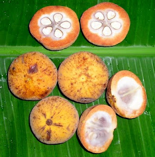 The Earth of India: All About Santol