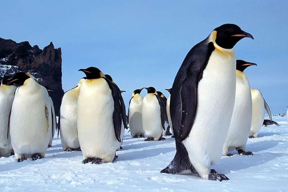 Penguin Cool Wallpapers 1