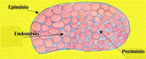 LA MARAVILLA DEL CUERPO HUMANO