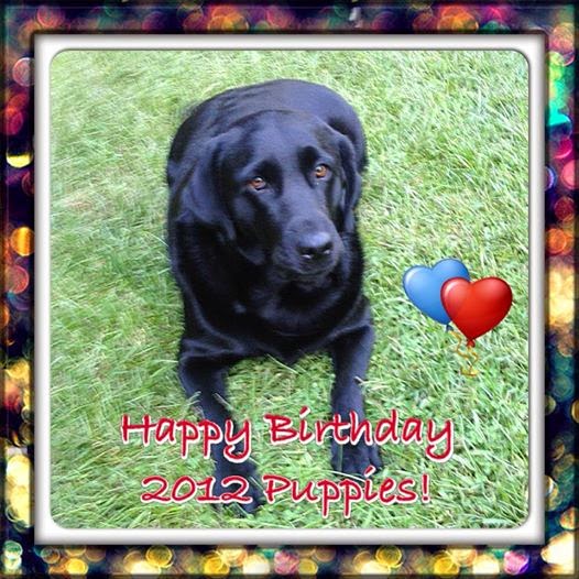 Wilton Silver Labradors