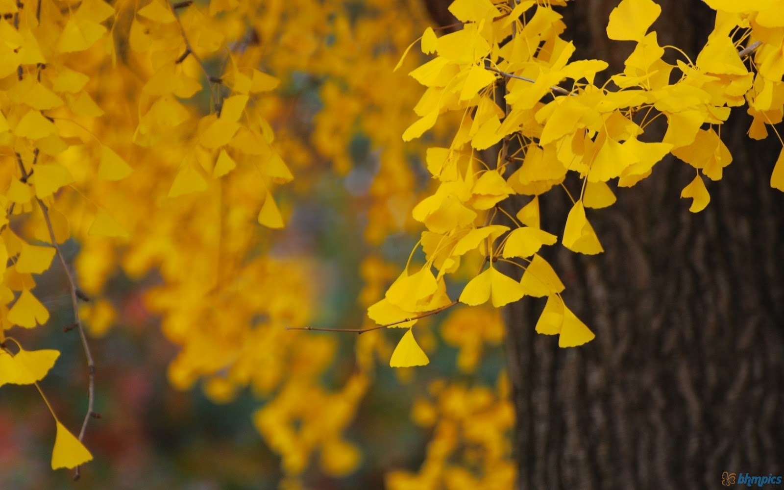 Free Best Pictures: Ginkgo Tree Wallpapers & Ginkgo Tree Pictures