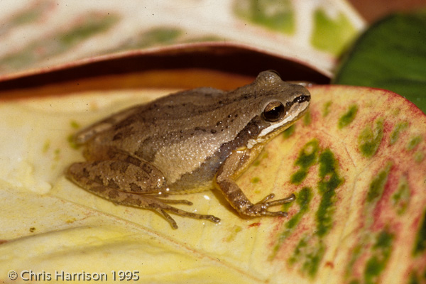 Frog Blog: The Cajun and Spotted Chorus FrogsPseudacris fouquettei vs ...