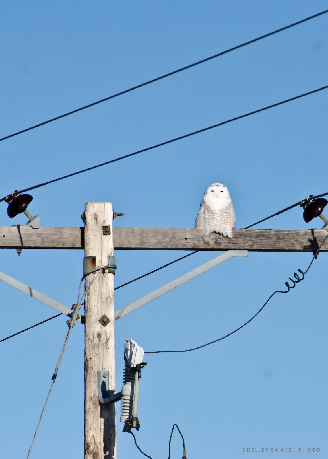 Prairie Nature: Snowy Owls near Regina