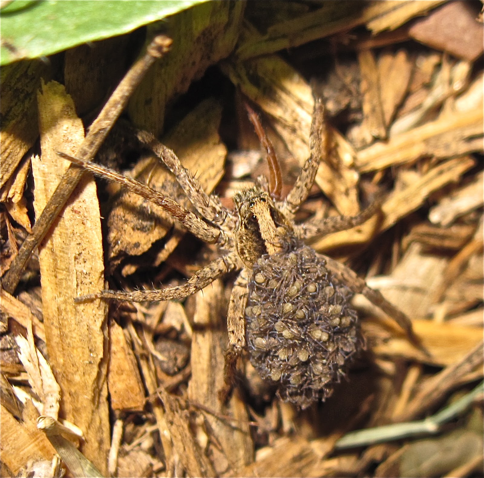 Mother Earth: WOLF SPIDER