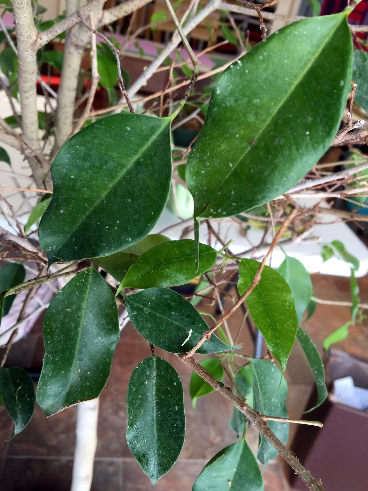 DeCampStudio: Ficus problem