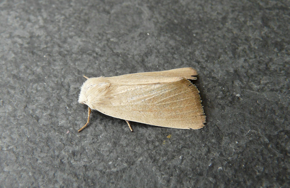 The Orthosia Enthusiast: Mega Moth!