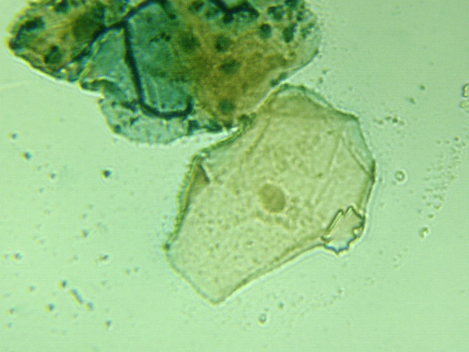 CIENCIAS JPL: CÉLULAS EPITELIO BUCAL