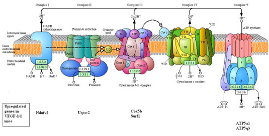 Medicine Newbie: Electron Transport Chain (ETC)