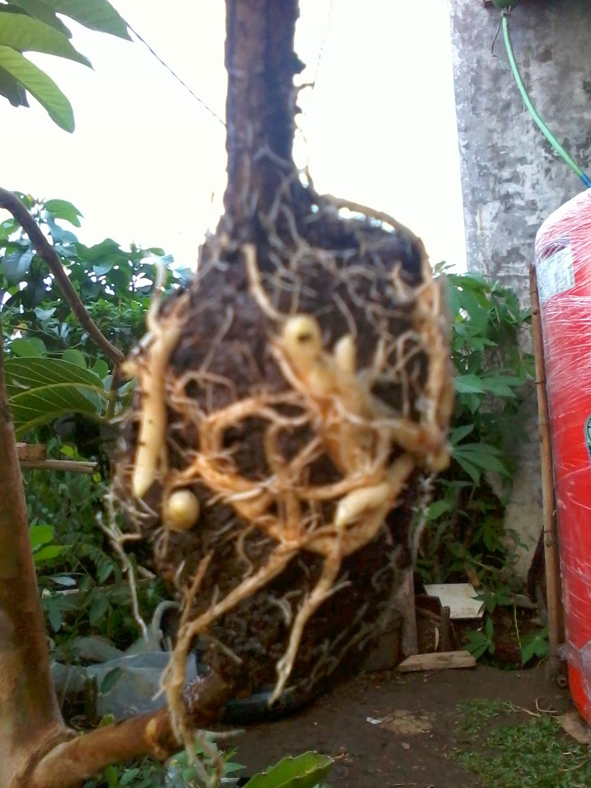 BOGOR FIG GARDEN: Pohon Jambu Biji Sangat Mudah Dicangkok