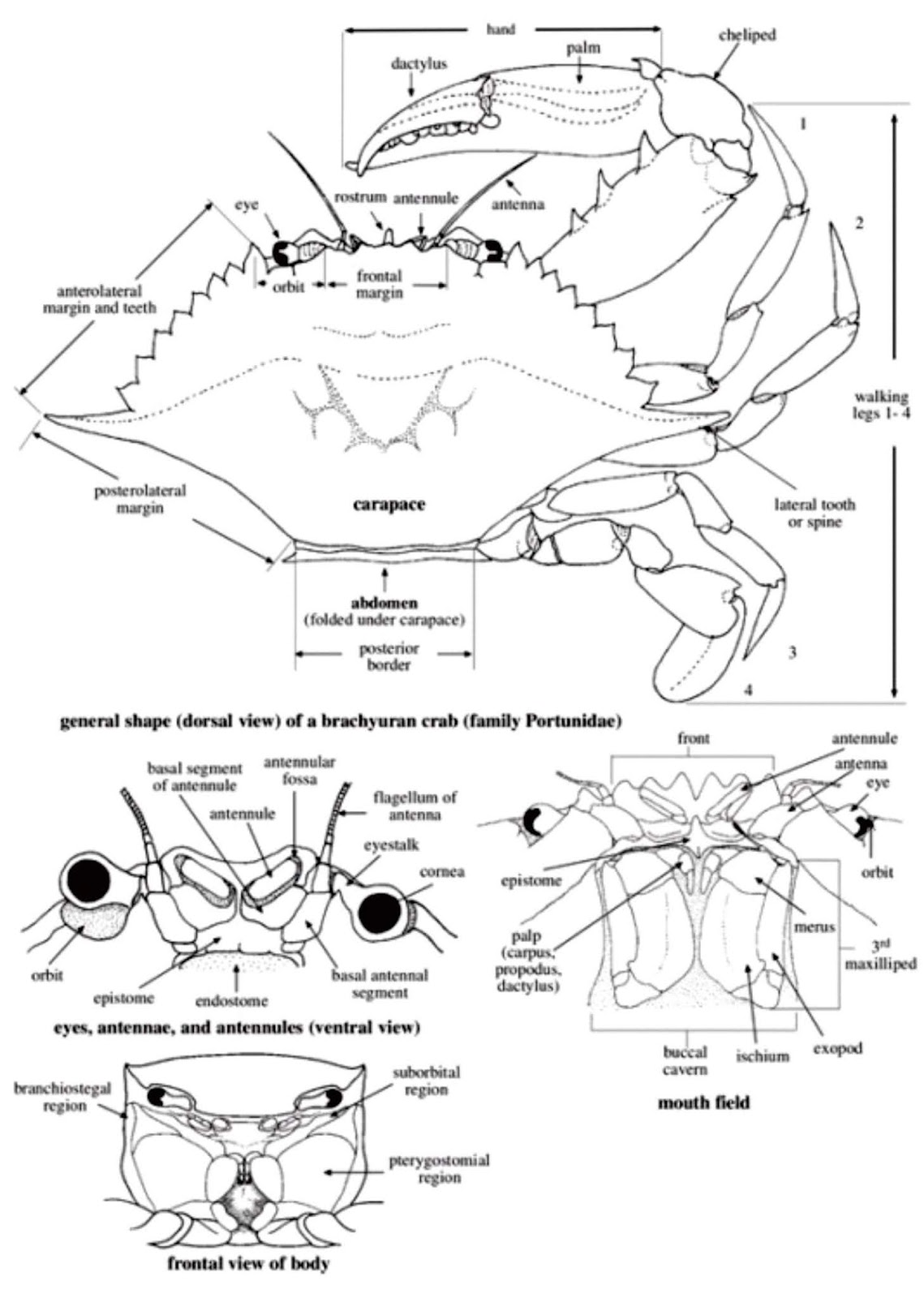 Mengenal Kepiting - Lalaukan
