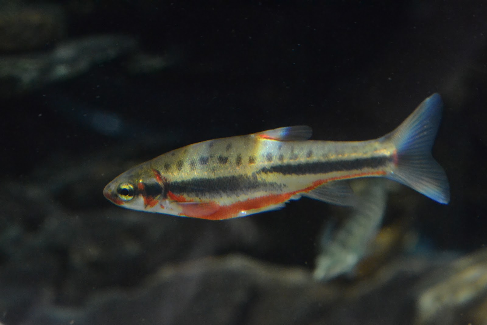 Virginia Living Museum | Longfin darters | Virginia Living Museum