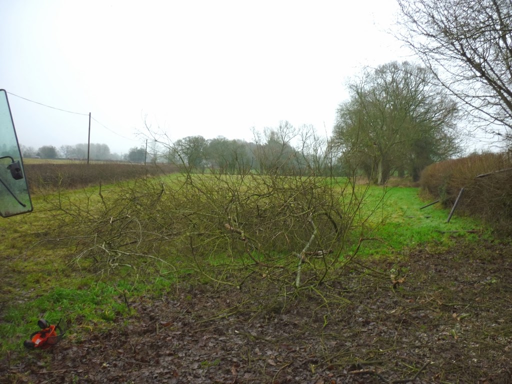 An English Homestead: Sally Tree