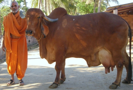 ASSOCIAÇÃO BRASILEIRA DOS CRIADORES DE GIR: Raça Gir